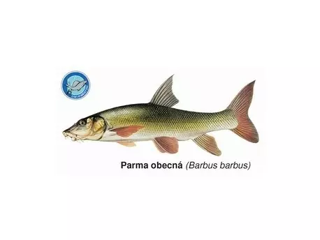Magnetka Parma obecná 🎣 Na Soutoku