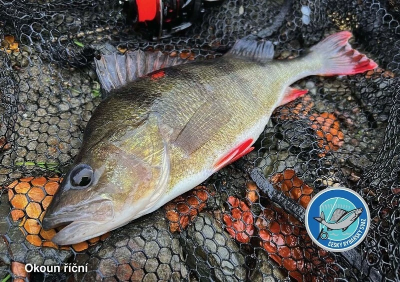 Puzzle Okoun říční 🎣 Na Soutoku