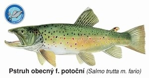 Magnetka Pstruh obecný f. potoční 🎣 Na Soutoku