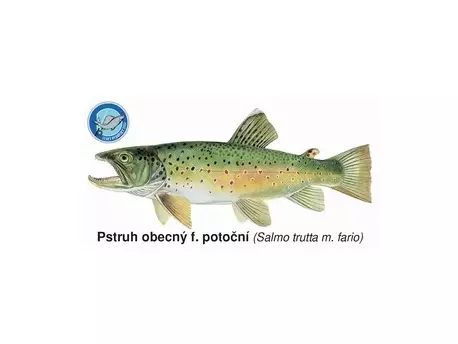 Magnetka Pstruh obecný f. potoční 🎣 Na Soutoku