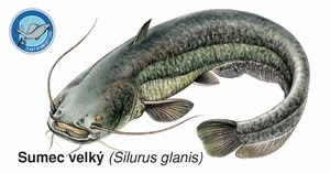 Magnetka Sumec velký 🎣 Na Soutoku