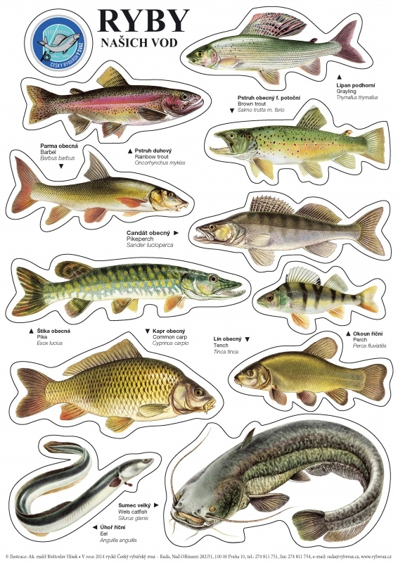 Samolepka ryb Naše ryby (A4) 🎣 Na Soutoku