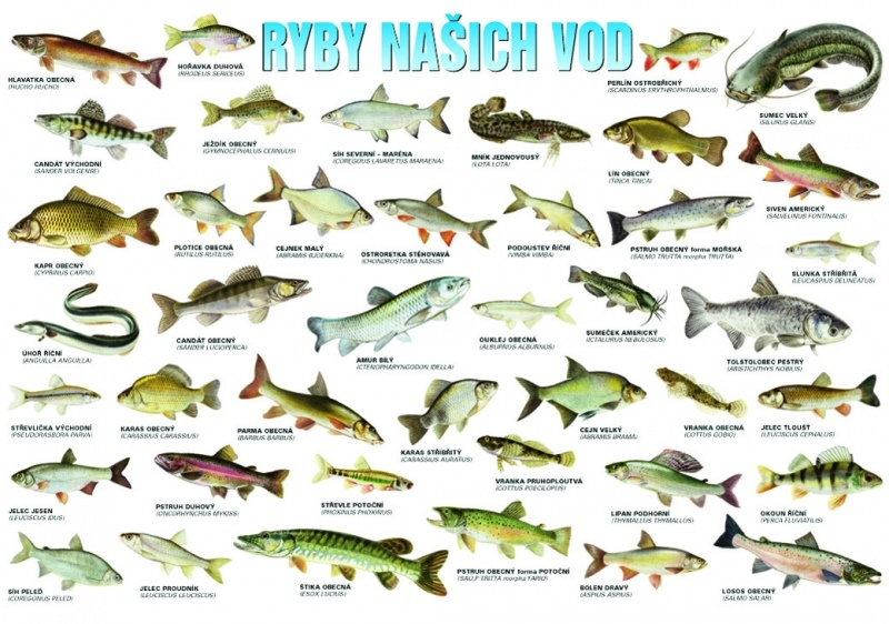 Plakát Ryby našich vod (A3) 🎣 Na Soutoku