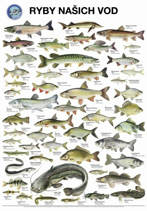 Plakát Ryby našich vod s lištami na pověšení 🎣 Na Soutoku