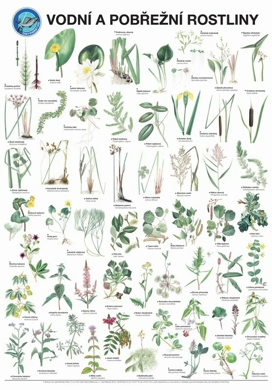 Plakát Vodní a pobřežní rostliny s lištami na pověšení 🎣 Na Soutoku