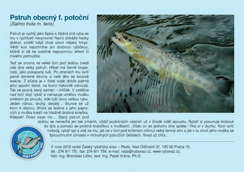 Puzzle Pstruh obecný potoční 🎣 Na Soutoku