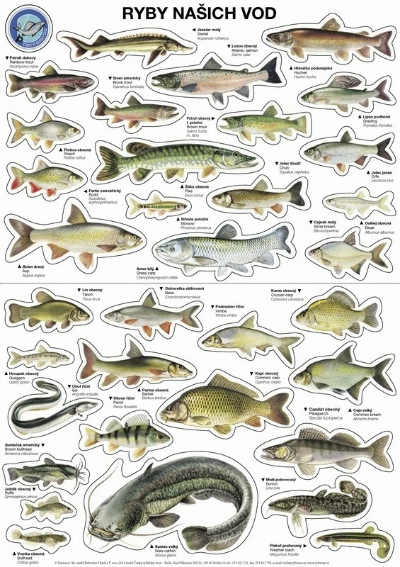 Samolepky Naše ryby A3 🎣 Na Soutoku